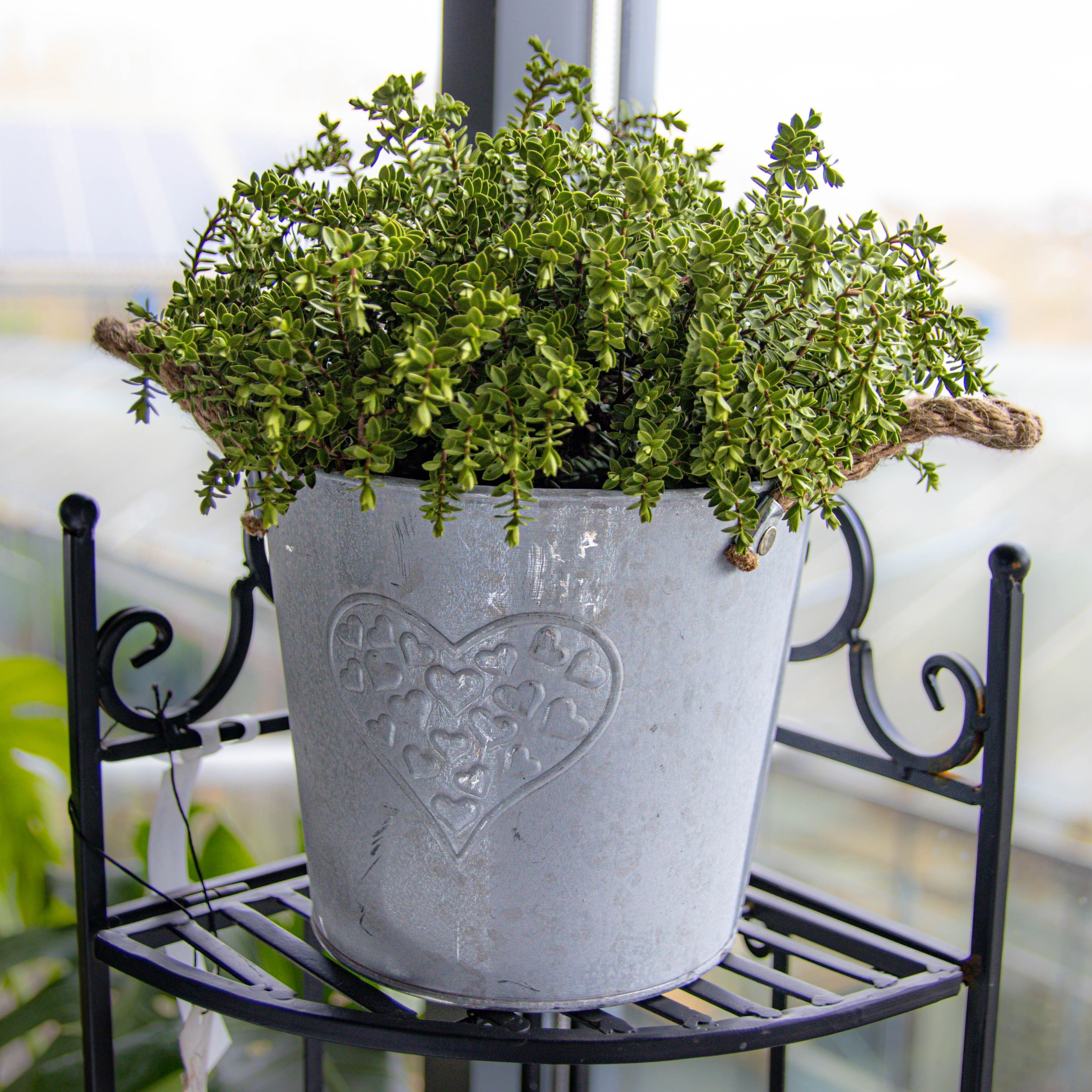 Heart Zinc Pot with Hessian Ears - Medium (18cm)