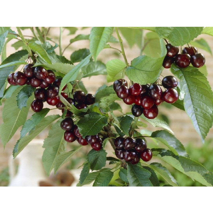 CHERRY TREE - Multi-Variety Fruit Tree - CHERRY - 5 varieties on one Tree!
