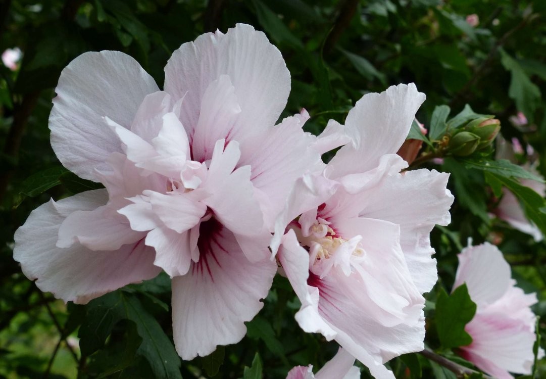 Hibiscus syriacus CHINA Chiffon - Double Flowered Tree Hollyhock
