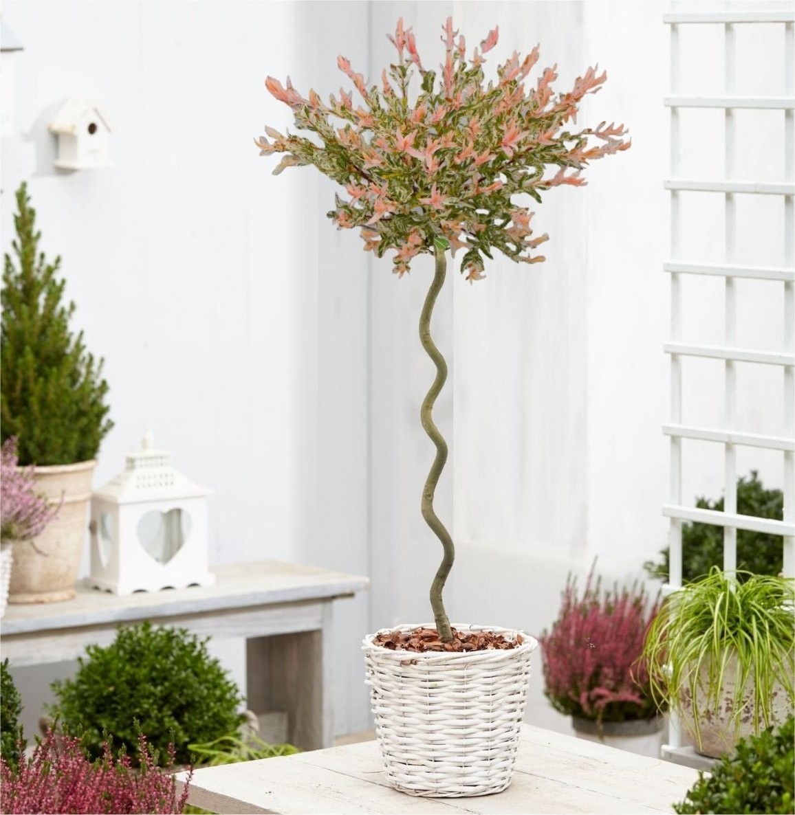 Standard Topiary Tree - Corksrew Stem Salix integra Flamingo ...