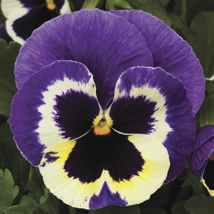 Pansy Colossus Tricolour - Pack of SIX Giant Flowered Pansy Plants