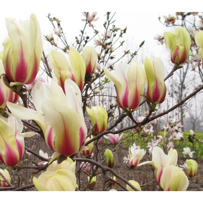 Magnolia denudata Sunrise - Compact Chinese Magnolia - Unique flower colour