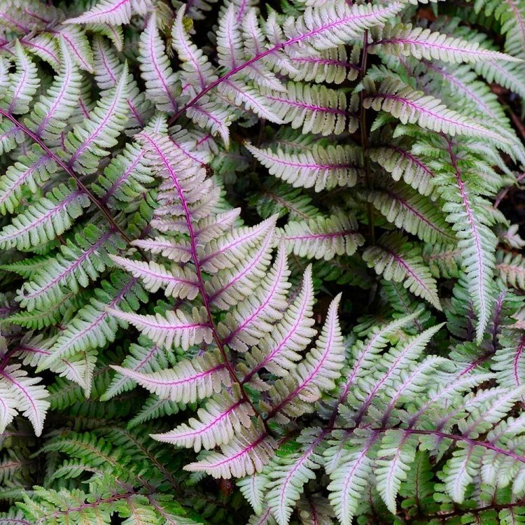 Athyrium niponicum Red Beauty - Japanese Painted Fern