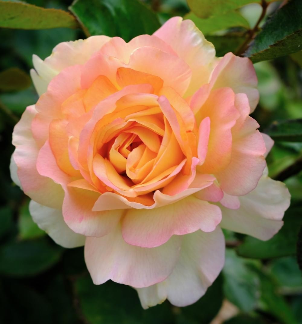 Rose Augusta Louise