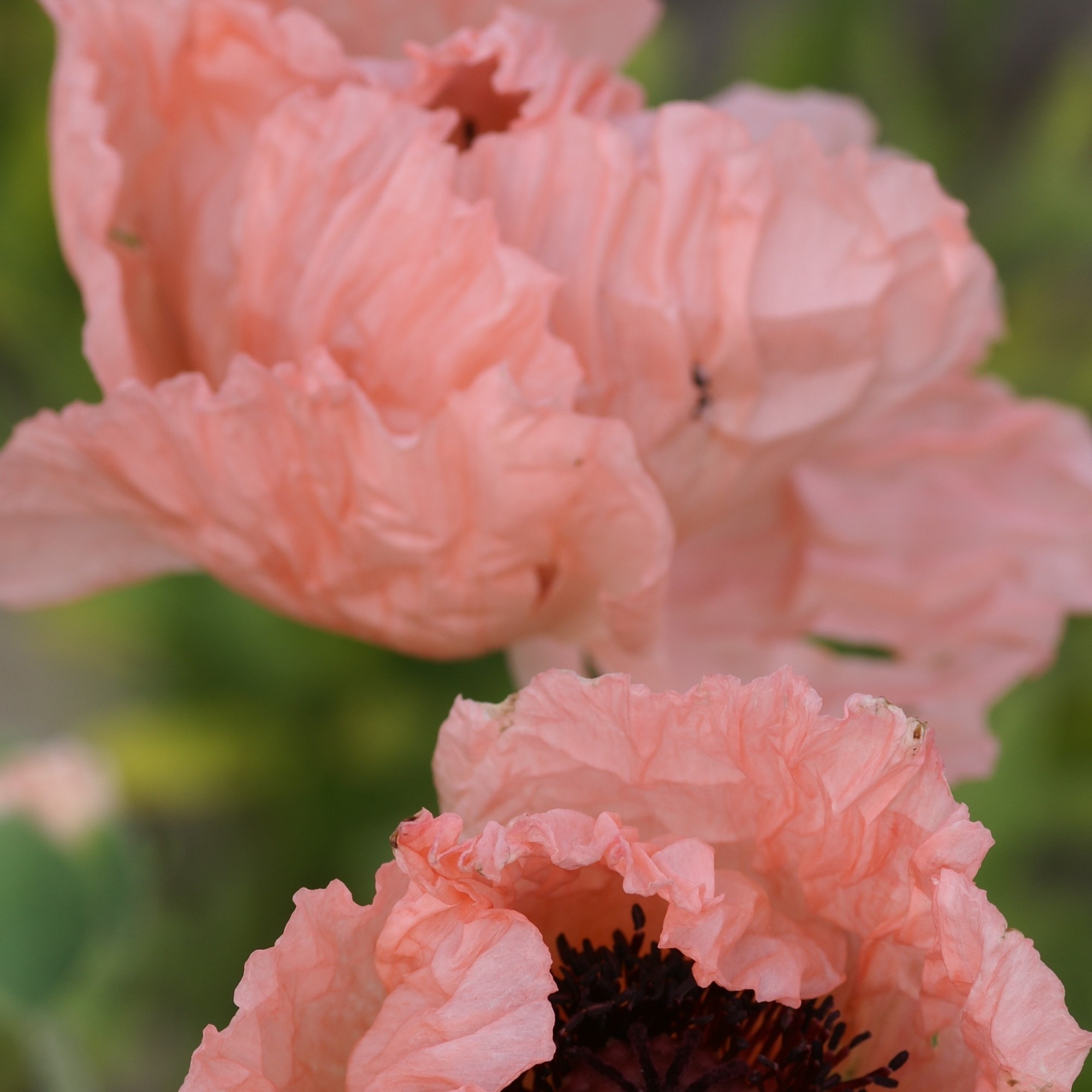 Poppy - Papaver Mega Mix - Pack of TWENTY