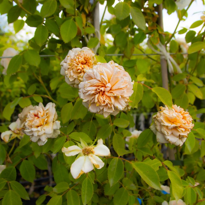 Large 6-7ft Climbing Rose Sabrina