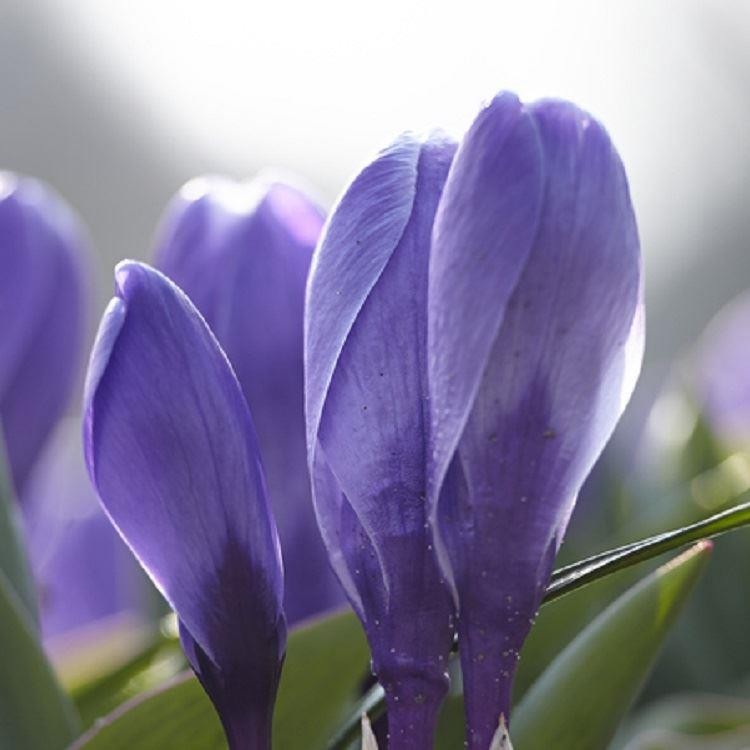 Crocus Blue