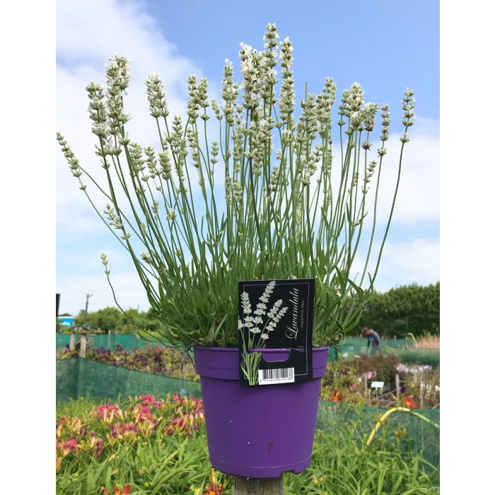 Lavandula angustifolia Alba - Arctic Snow - Hardy White Edelweiss ...