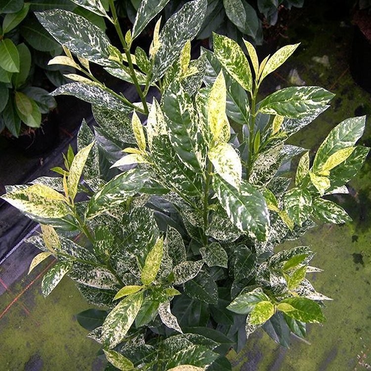 Prunus laurocerasus Ivory - Marbled White Cherry Laurel