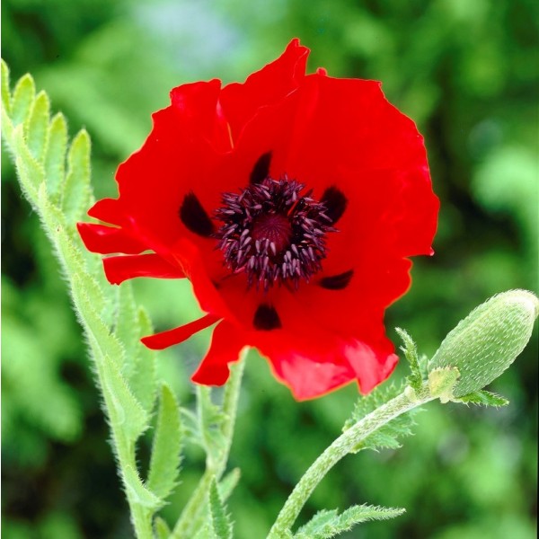 Papaver orientale Harlem - Oriental Poppy