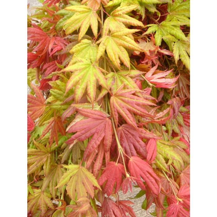 Acer shirasawanum 'Moonrise' - Japanese Maple