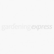 Lilac trees | Syringa | Buy Lilac shrubs online UK