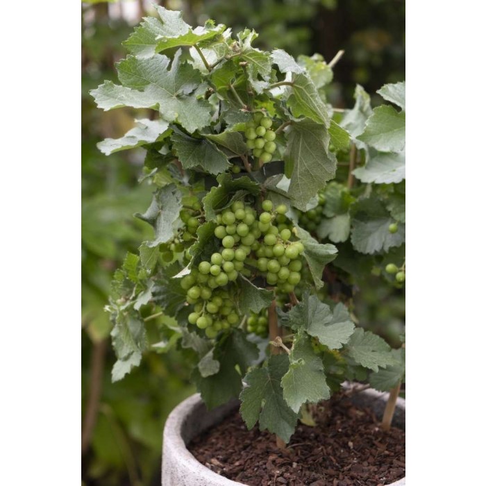 Dwarf Grape Vine - Vitis Pixie - Riesling