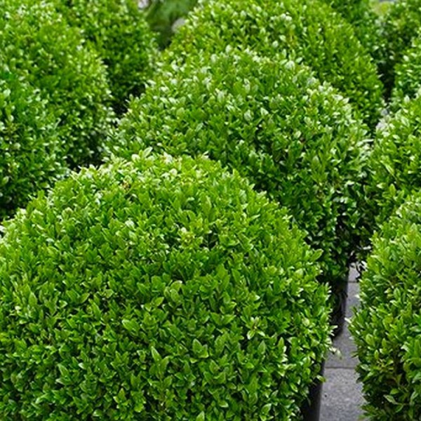 Gardening Express - Buxus