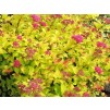 Spirea Golden Princess - Gold Foliage Spiraea