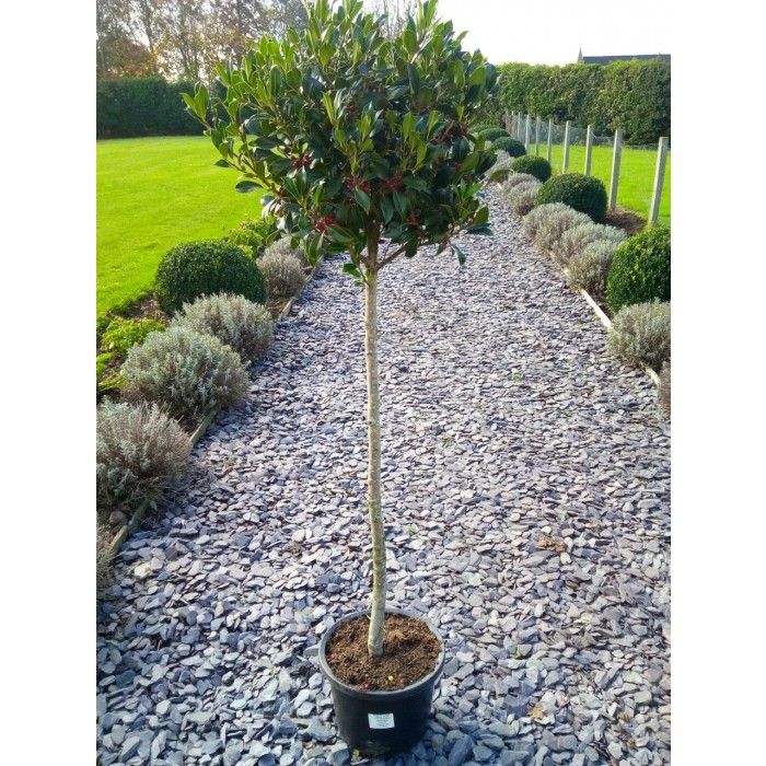 Majestic Large 140-150cm Alaska Holly Tree Standard covered in Berries ...