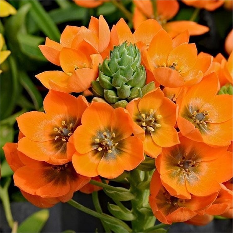 Ornithogalum dubium