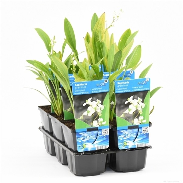 Sagittaria graminea - Grassy Arrowhead