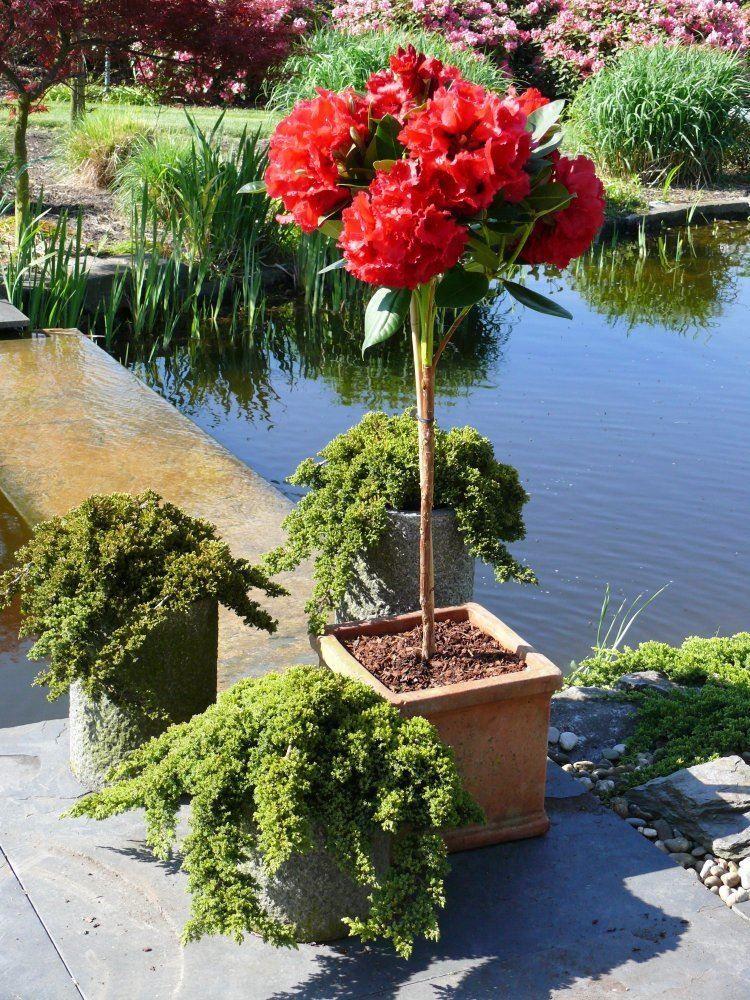 Red Jack Rhododendron Tree - 80cms