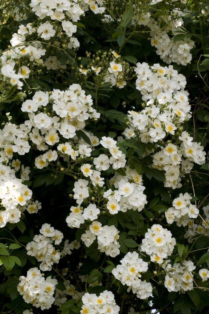 Rose Rambling Rector - Climbing Rose