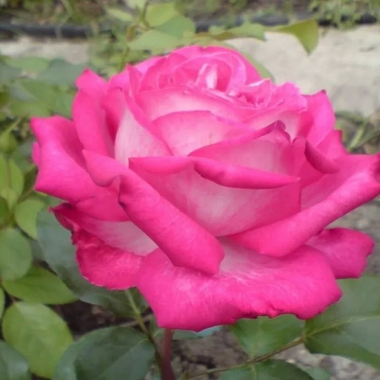 Large Standard Rose Tree 'Gaujard' - circa 150cms tall