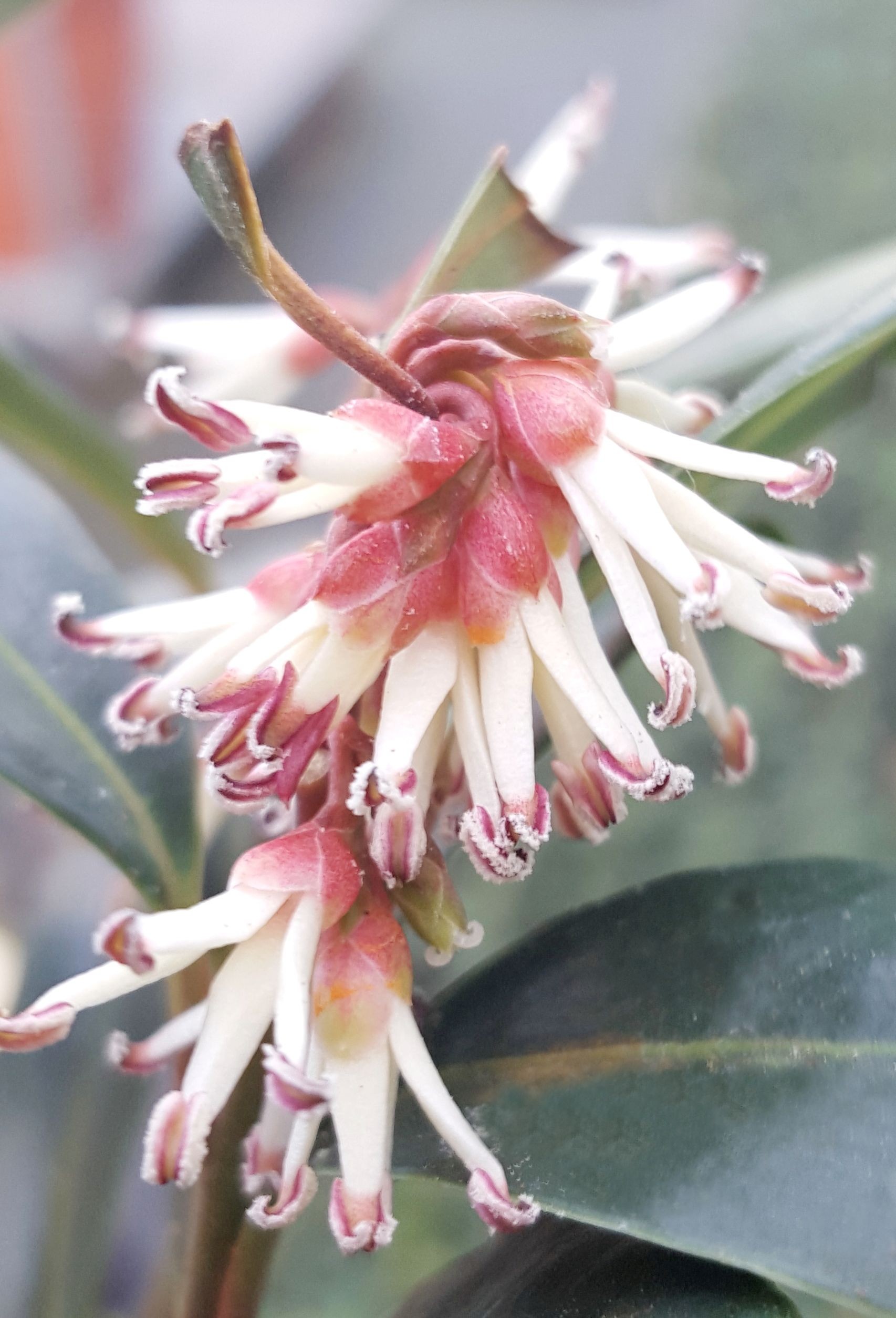 Sarcococca hookeriana Winter Gem - Fragrant Sweet Box - LARGE