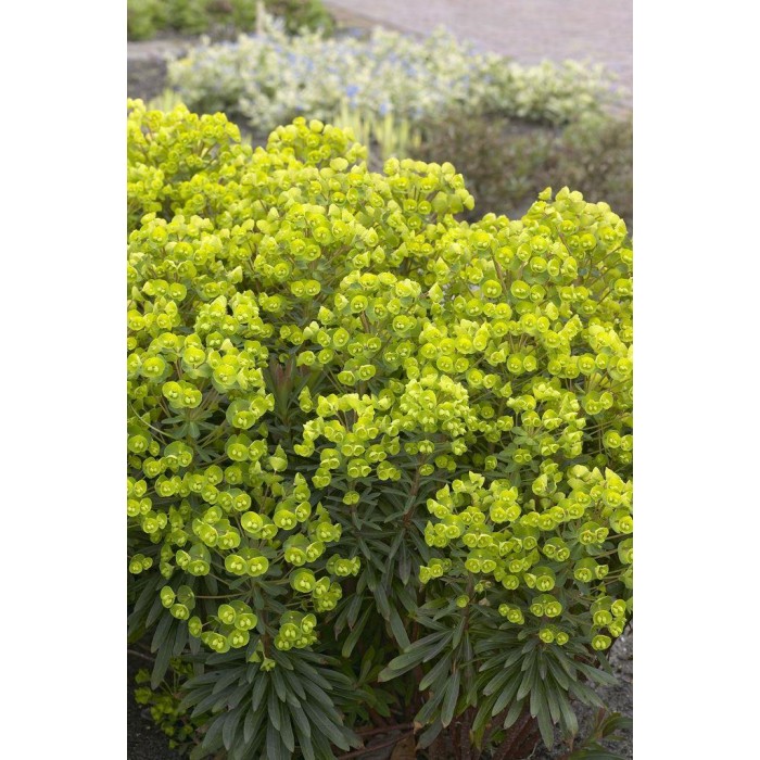 Euphorbia 'Red Wing' - Spurge