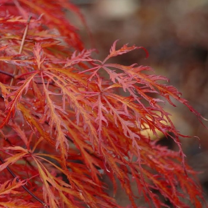 Filigree Weeping Purple Acer - Japanese Maple Tree - dissectum Garnet ...