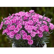 Dianthus