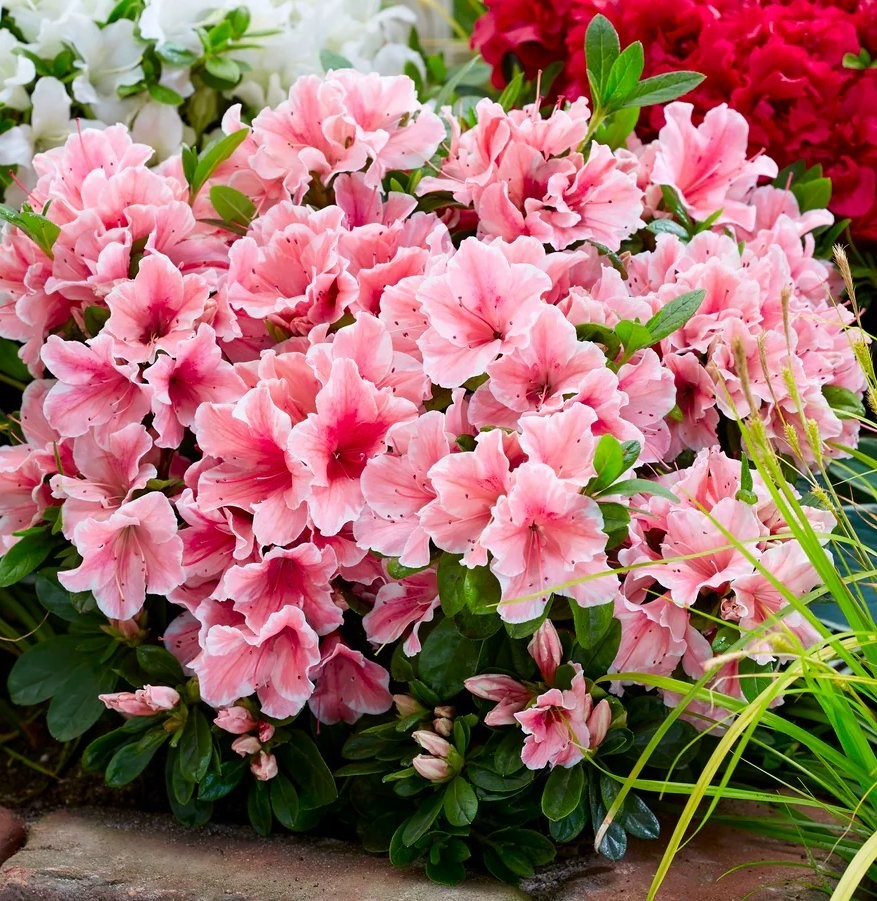 Azalea Rhododendron Encore 'Sunburst'