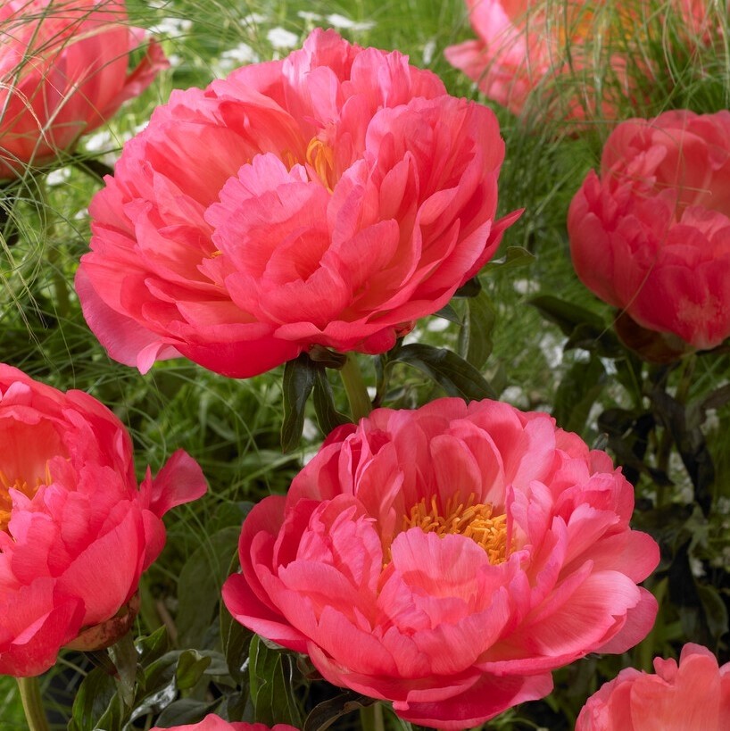 Paeonia Coral Sunset - Peony