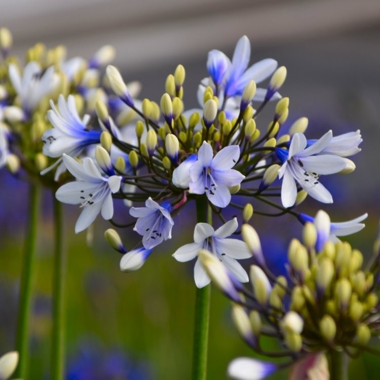 Agapanthus africanus Twister - Hardy Bicolour Blue & White Twister Nile ...