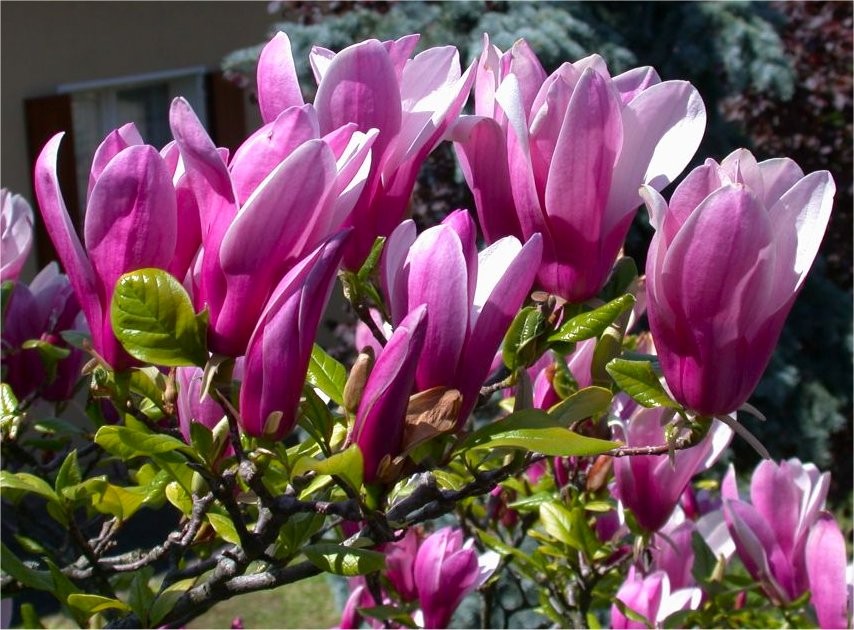 Magnolia Susan - Tulip Tree