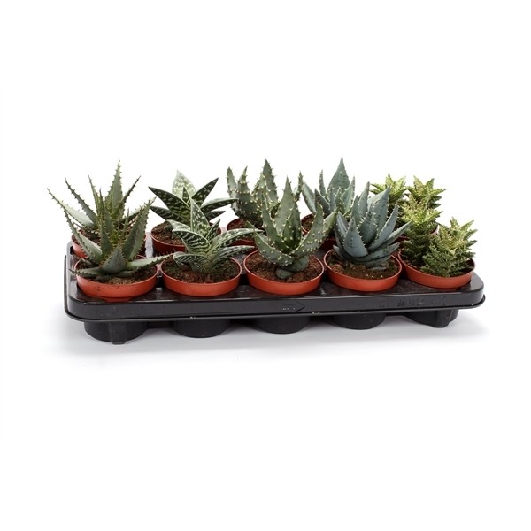 Aloe Succulent Plant