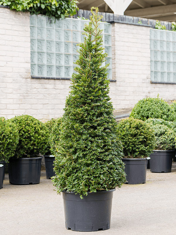 English Yew Topiary Pyramid - Taxus baccata - Extra Large Specimen ...