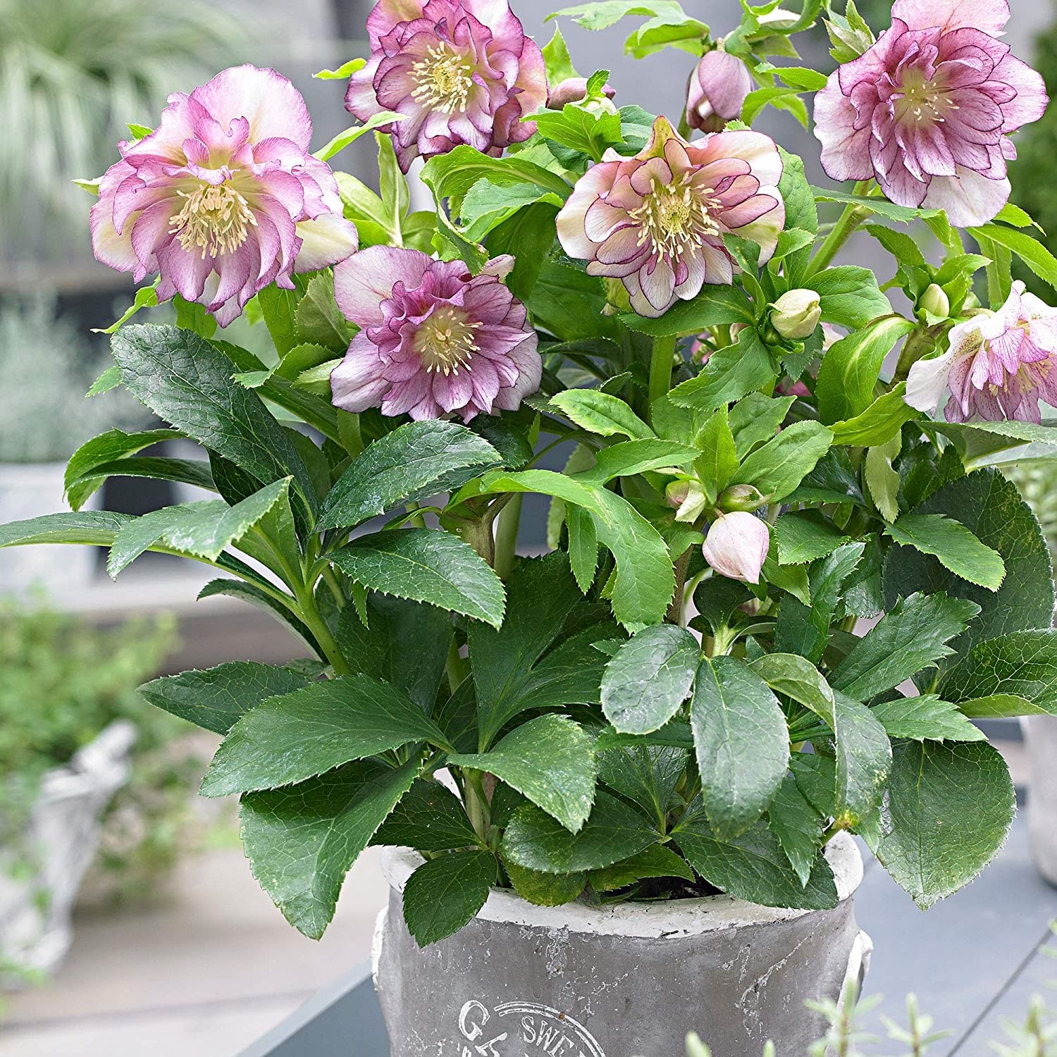 Helleborus 'Double Ellen Pink' - Oriental Hellebore