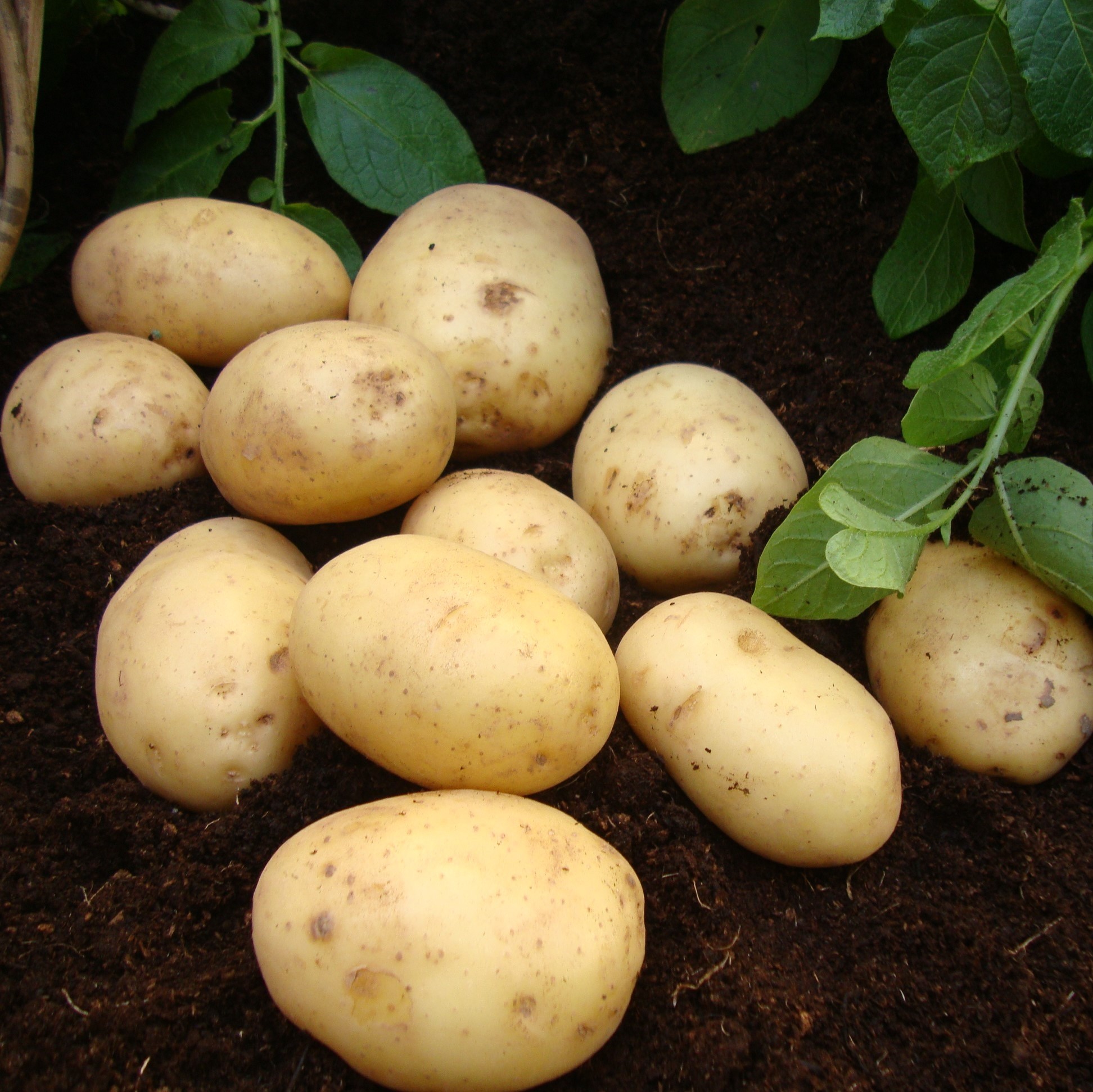 Nadine - 2nd Early Seed Potatoes - Pack of 10
