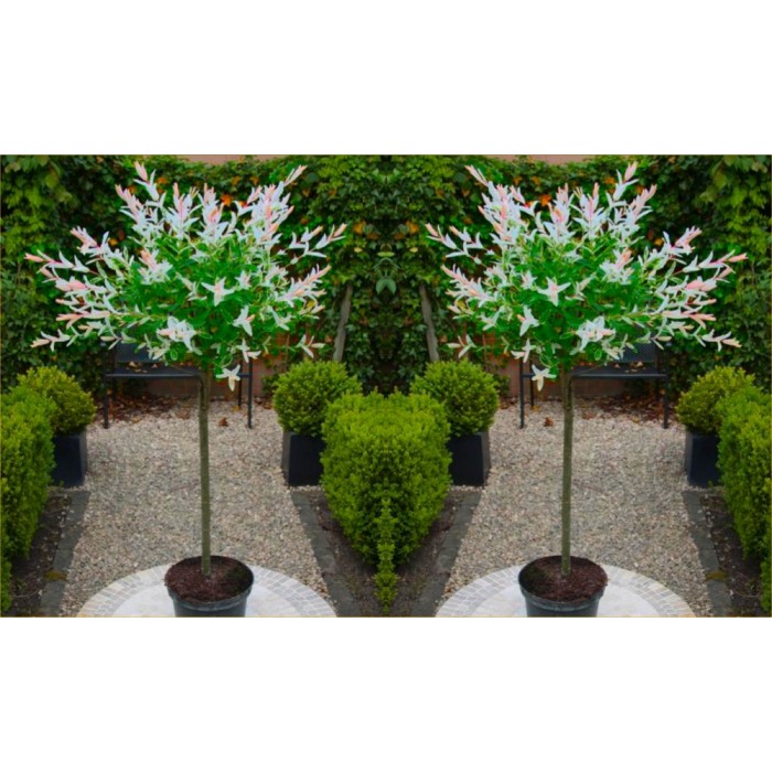Pair of Standard Topiary Trees 'Salix Flamingo' with Large Flared ...