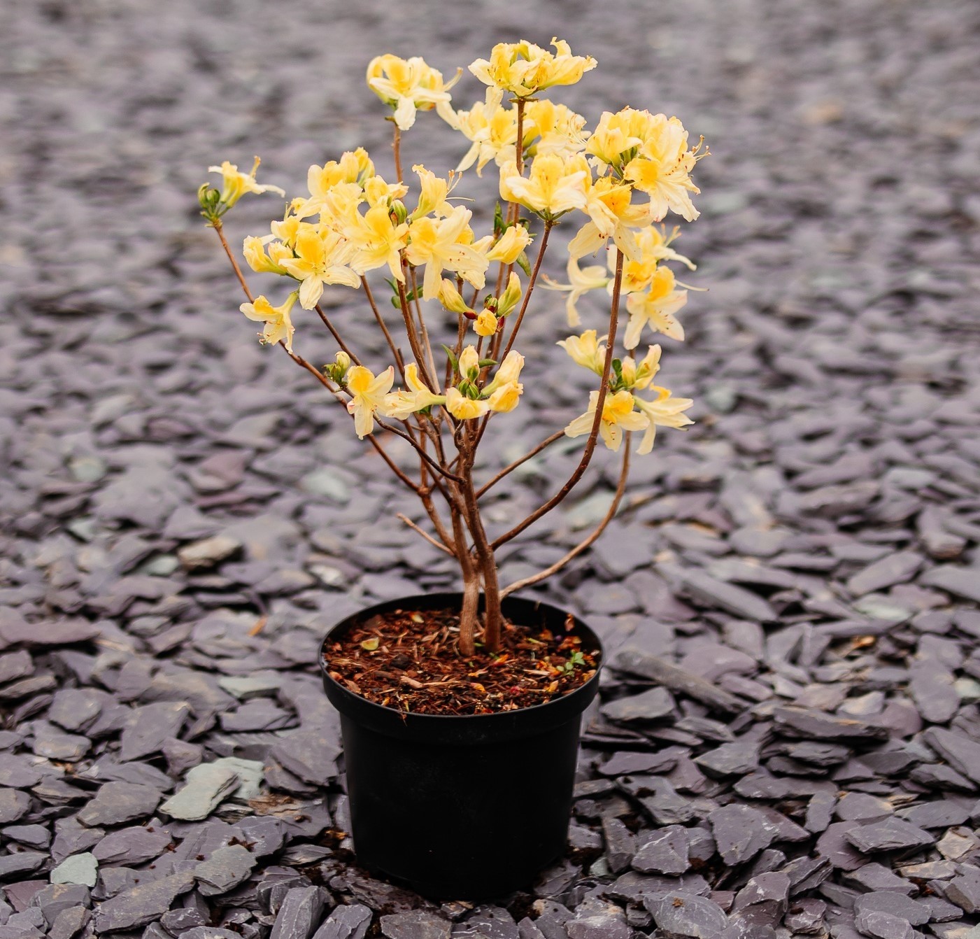 Rhododendron (Azalea) Knaphill Northern Highlights