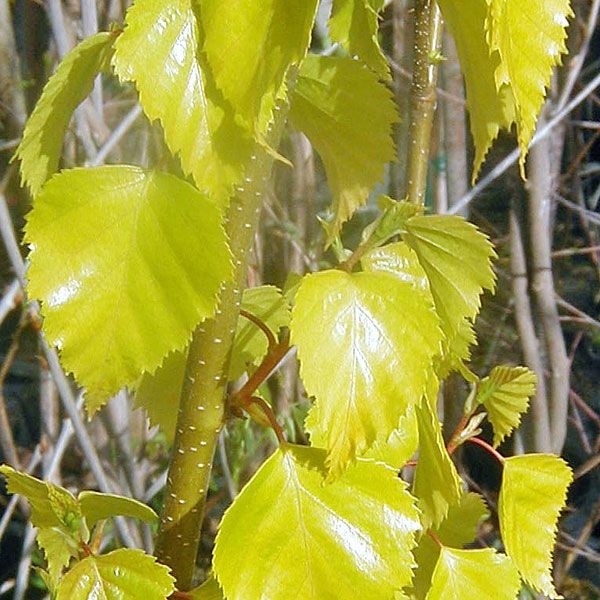 Betula pendula Golden Cloud - Birch Tree - circa 150cm tall Young Tree