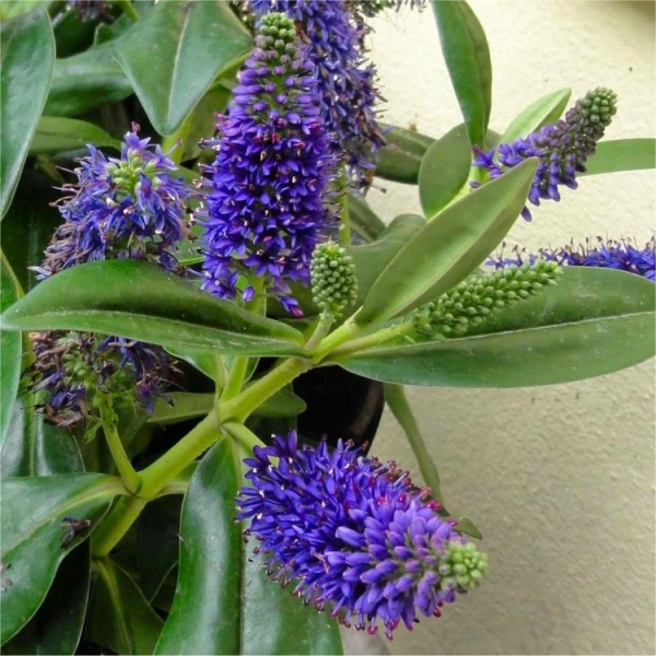 Hebe plants for sale | Buy Hebe shrubs UK delivery