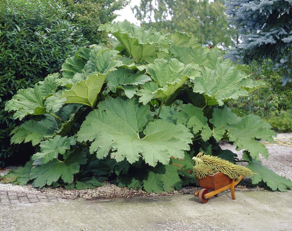Gunnera Manicata - Giant Chile Rhubarb