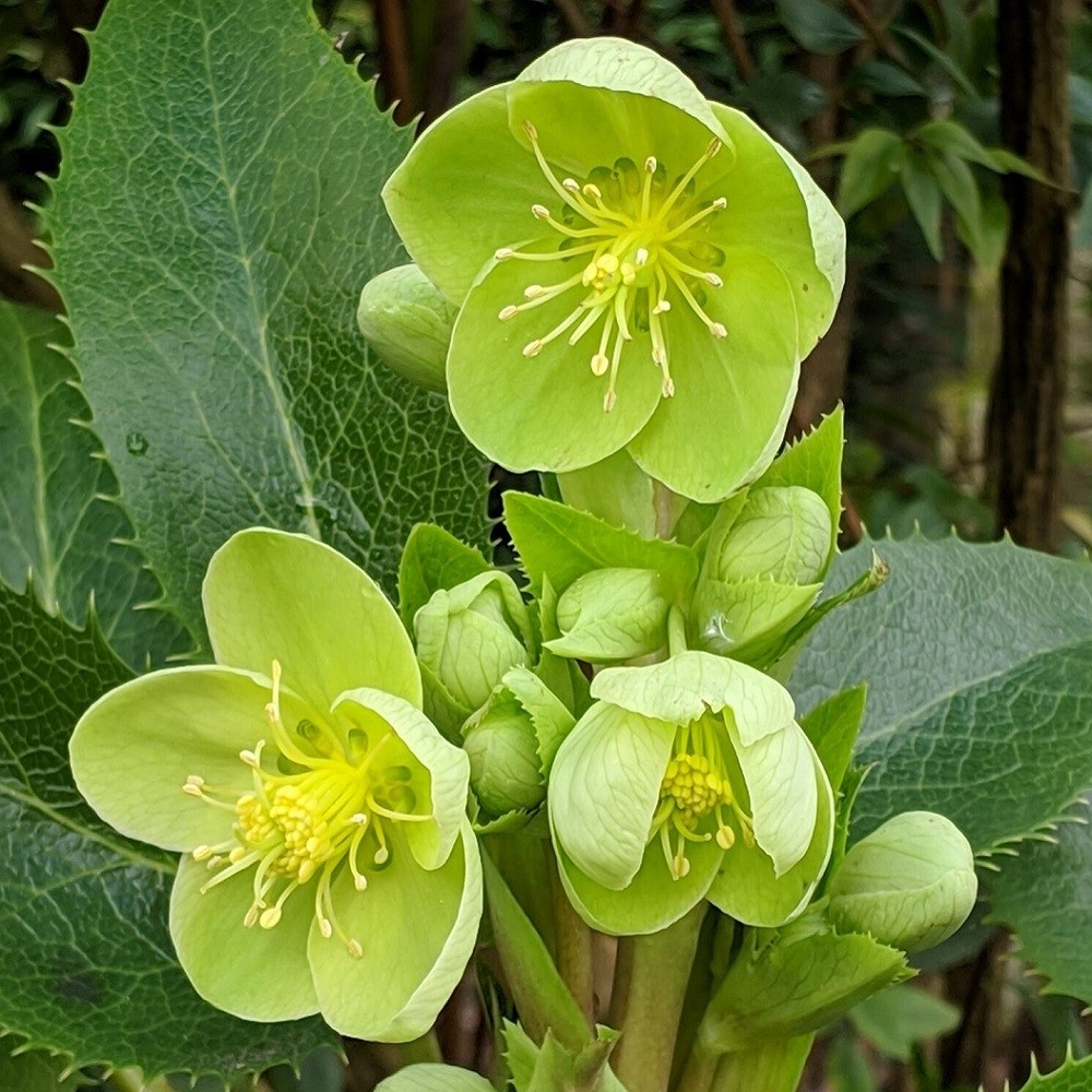 Helleborus Argutifolia - Hellebore argutifolius - Corsican Hellebore ...
