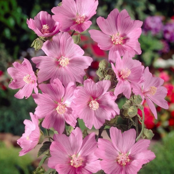 Lavatera shrubs for sale UK | Lavatera plants UK delivery