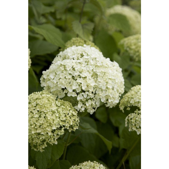 Hydrangea arborescens Annabelle - Large Specimen