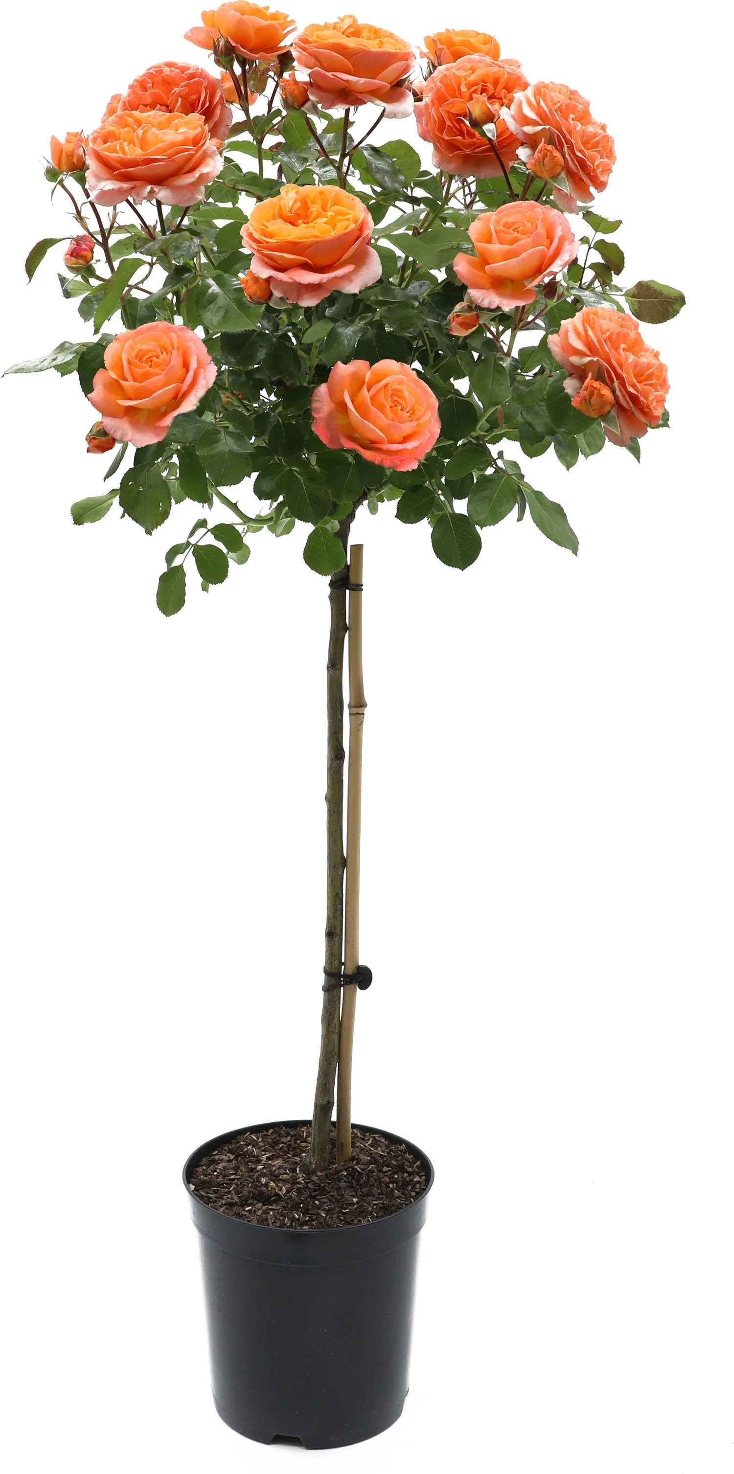 Large Orange Standard Rose Tree 'Butano' - circa 150cms tall