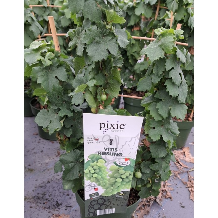 Dwarf Grape Vine - Vitis Pixie - Riesling