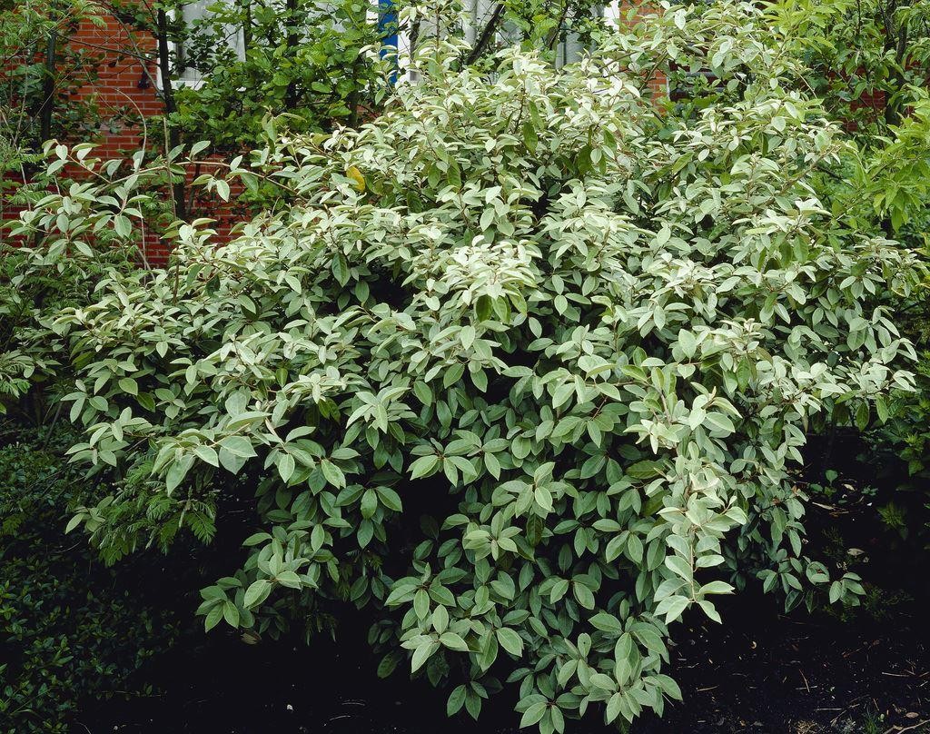 Elaeagnus ebbingei compacta