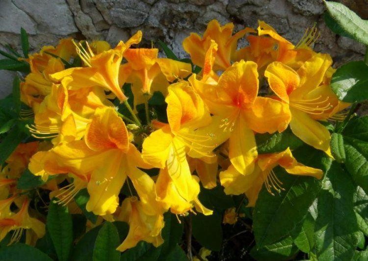 Azalea mollis Luteum - Rare Golden Egg Yolk Yellow Deciduous Azalea