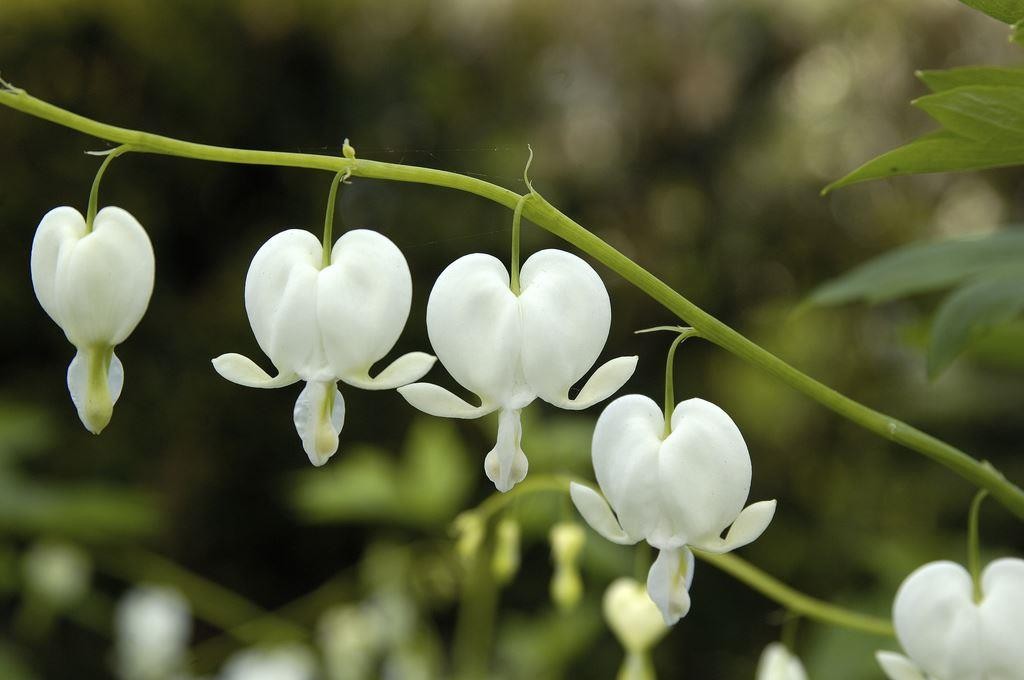 Dicentra spectabilis Alba - White Bleeding Hearts